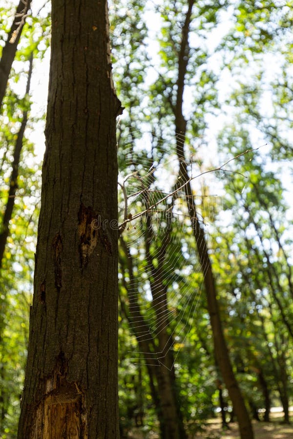 Tree and Spider Web in the Forest Stock Image - Image of sunlight ...
