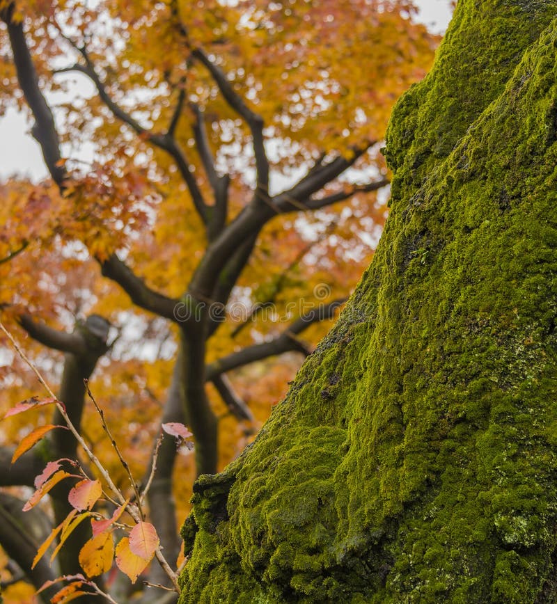 Old tree in autumn forest stock photo. Image of environment - 65327928