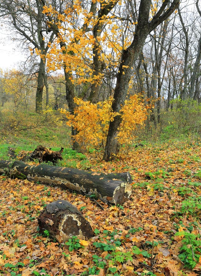 Old tree on autumn meadow stock photo. Image of blue - 260519922