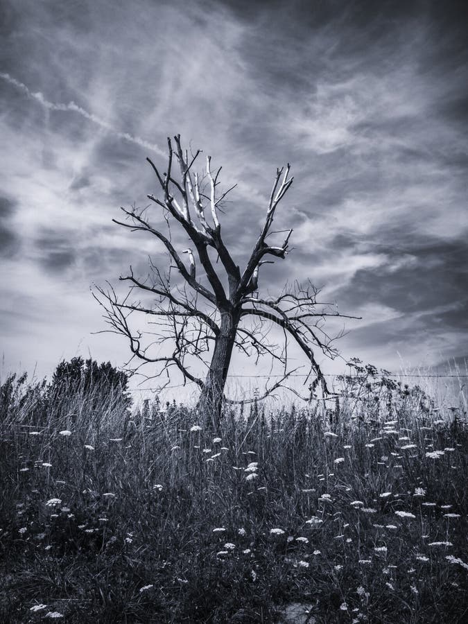 Old Tree (B&W) stock image. Image of dead, field - 57786939