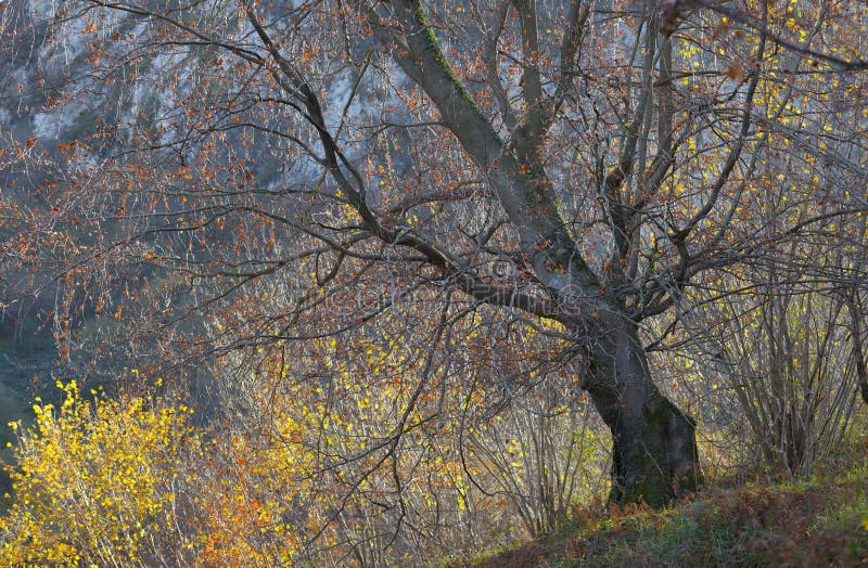 Old tree stock image. Image of beauty, autumn, green - 80912343