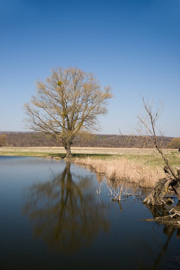 Old Tree on the Bank of the River in the Spring Against the Blue Stock ...