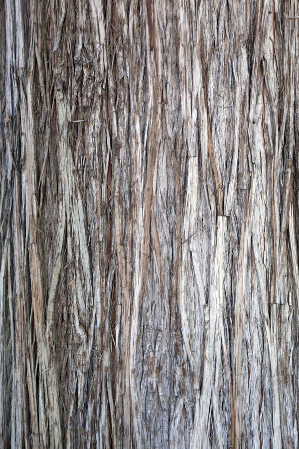 Old tree bark stock image. Image of background, dissemination - 15870797