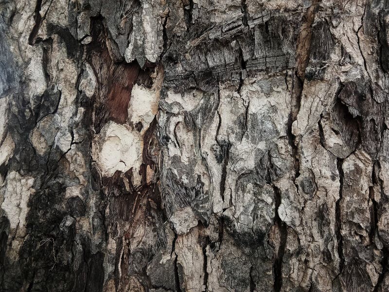 Old Tree Bark with Beautiful Patterns for Graphic Design Stock Image ...