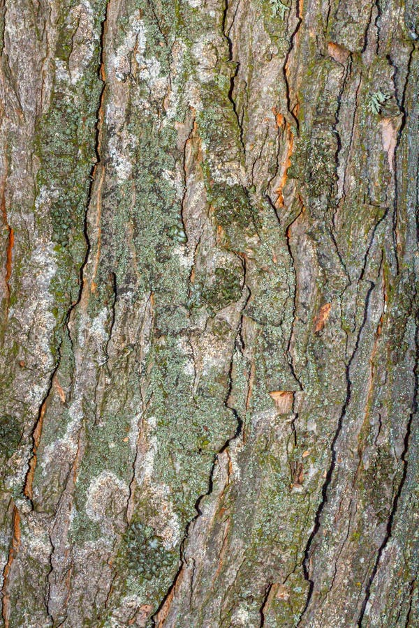Old Tree Bark with Beautiful Patterns for Graphic Design or Wallpapers ...