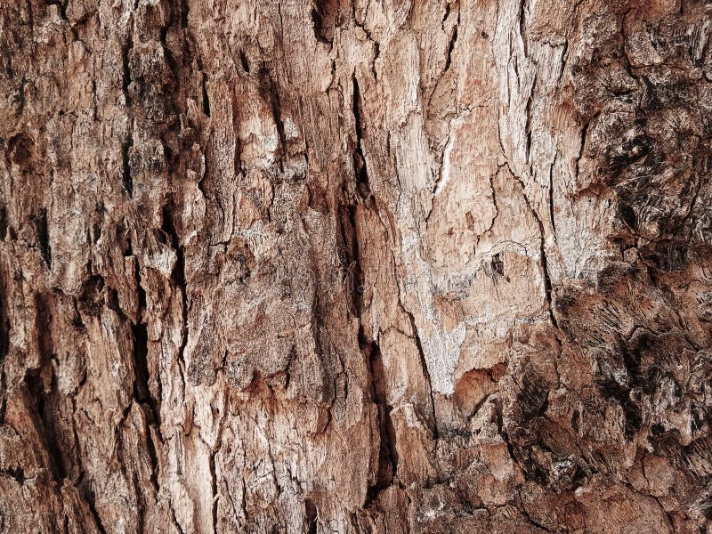 Old Tree Bark with Beautiful Patterns for Graphic Design Stock Photo ...