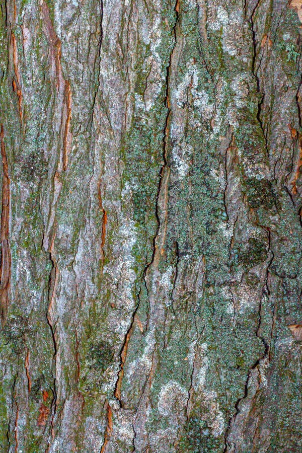 999 Beautiful Dark Tree Wallpapers Stock Photos - Free & Royalty-Free ...