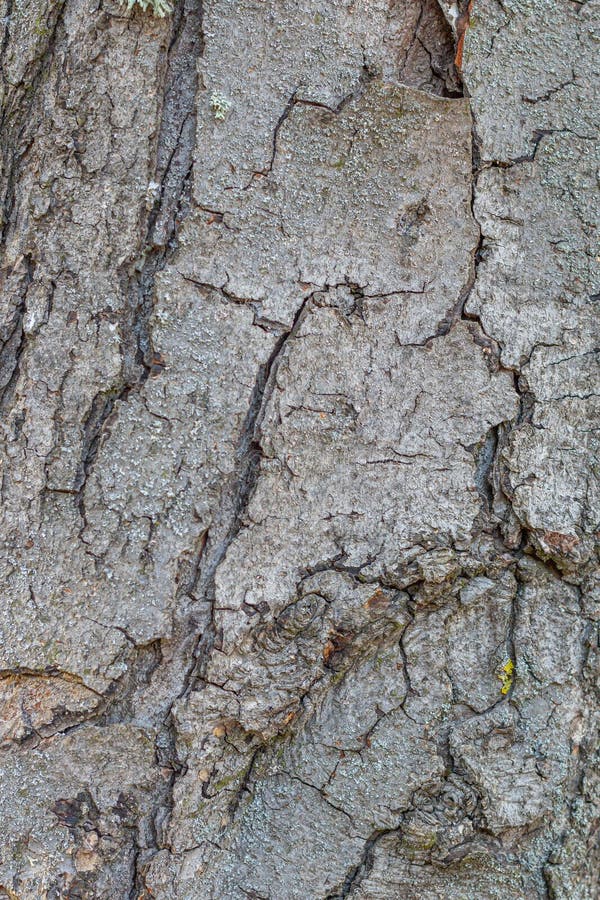 999 Beautiful Dark Tree Wallpapers Stock Photos - Free & Royalty-Free ...