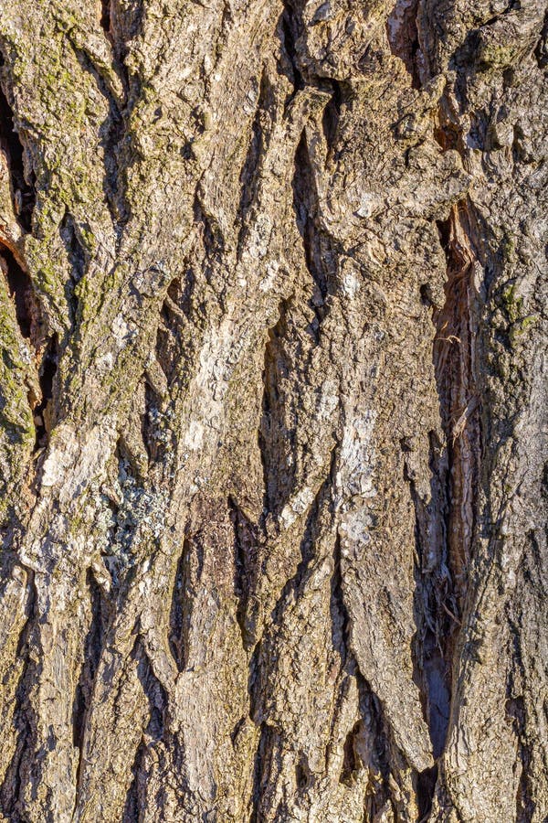 Old Tree Bark with Beautiful Patterns for Graphic Design or Wallpapers ...
