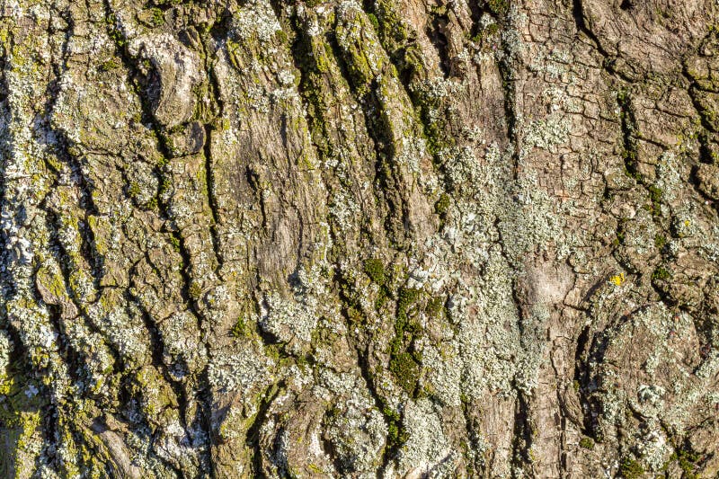 Old Tree Bark with Beautiful Patterns for Graphic Design or Wallpapers ...