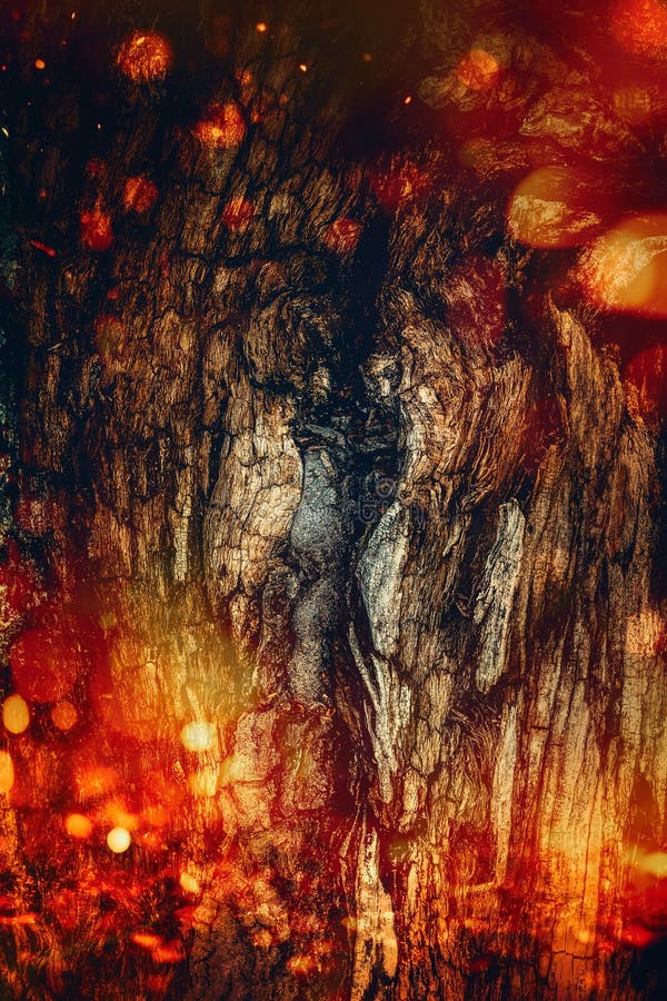 Old Tree Bark, Beech Trunk on Fire Background. Stock Photo - Image of ...