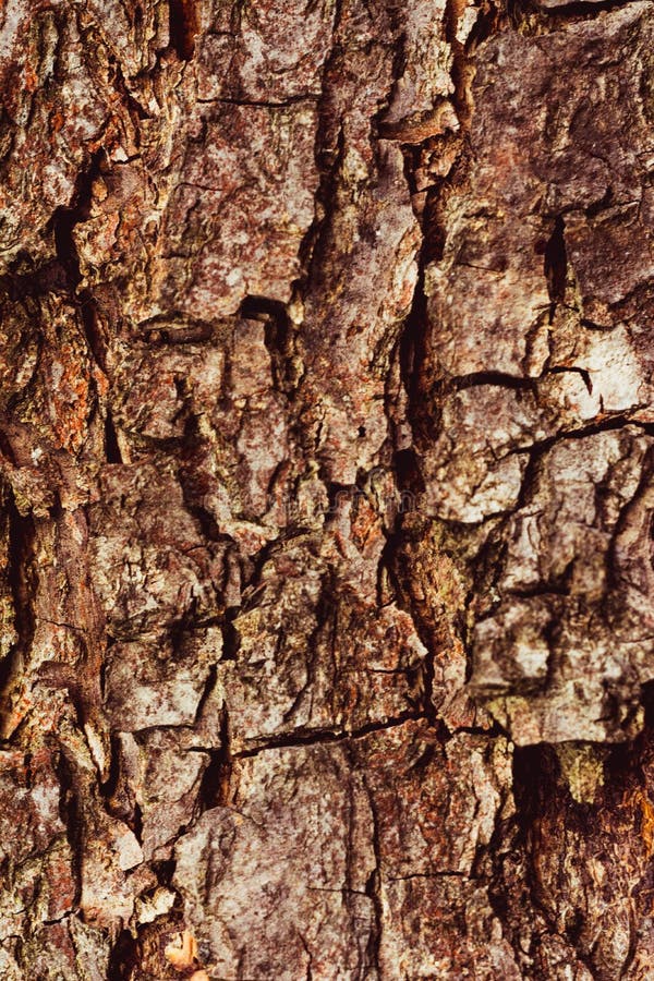 Old Tree Bark, Classic Beautiful Wood Texture Stock Photo - Image of ...
