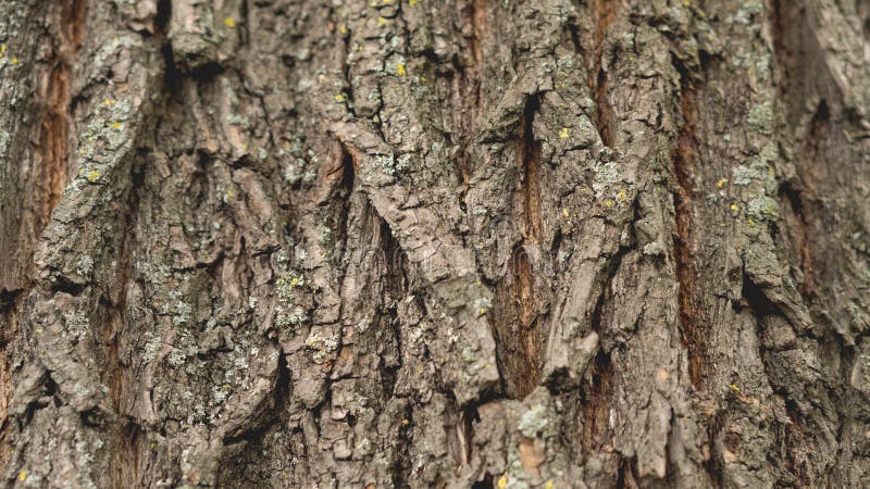Old Tree Bark Close-up. Backgrounds and Textures Stock Image - Image of ...
