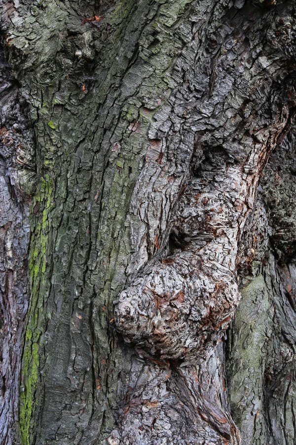 Old tree bark closeup stock image. Image of bark, large - 79290717