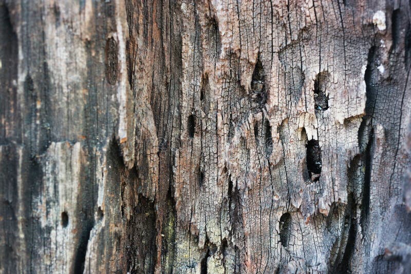 Old Tree Bark Closeup Texture. Tree Peel Surface. Obsolete Oak Tree ...
