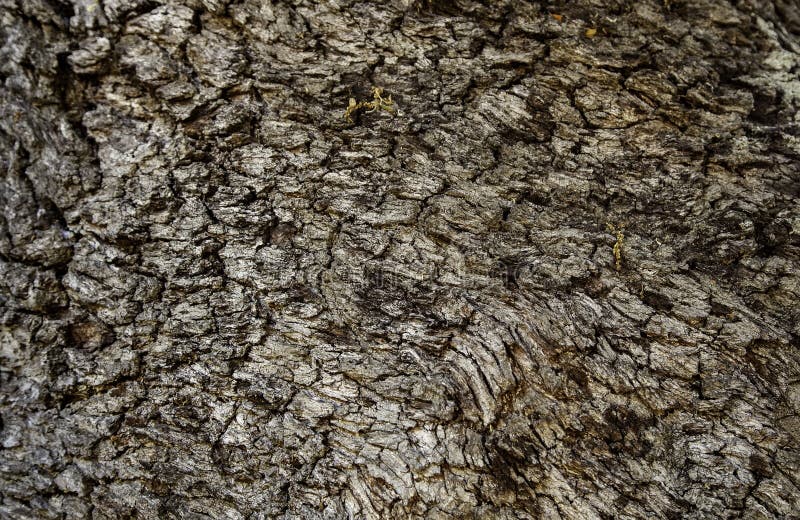 Old tree bark stock photo. Image of closeup, grain, texture - 189373958