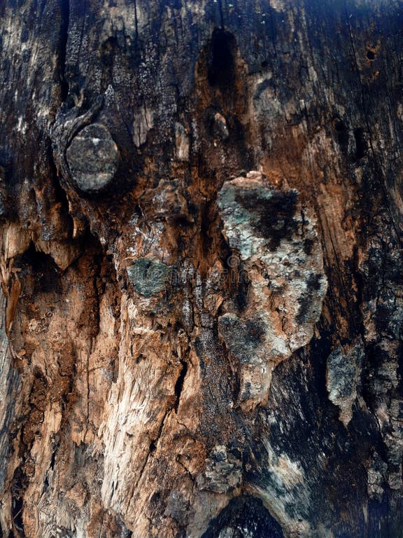 Old Tree Bark because it is Eaten by Age Stock Image - Image of tree ...