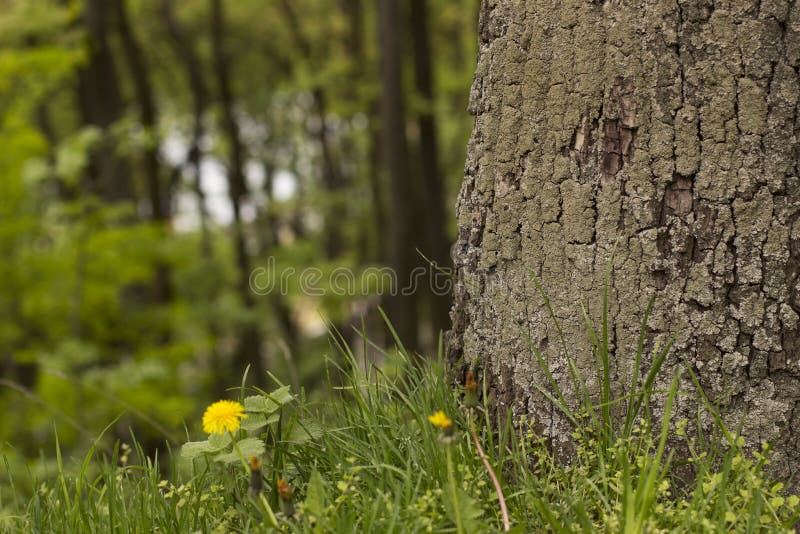 Old Tree Bark with Green Moss and Grass Stock Image - Image of green ...
