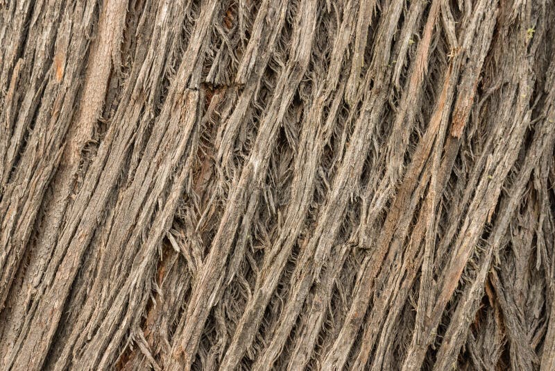 Old tree bark grooves stock photo. Image of grooves, brown - 79516404