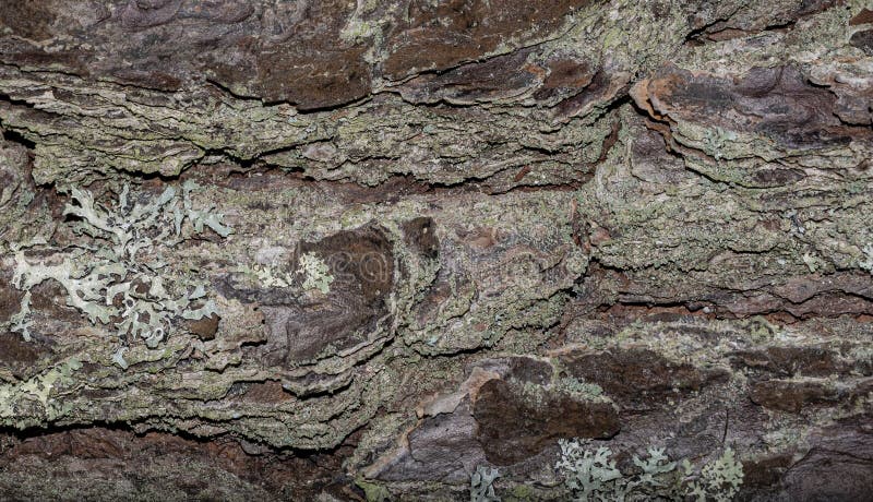 Old Tree Bark with Moss Wallpaper and Background Texture Stock Photo - Image of environment ...
