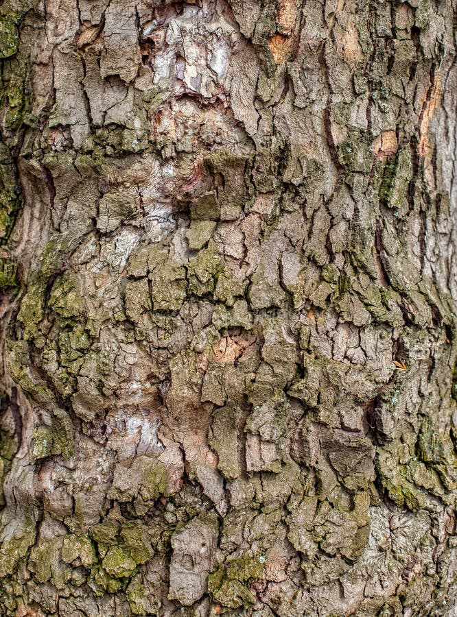 Bark Oak Tree stock photo. Image of plant, wood, stump - 5138246