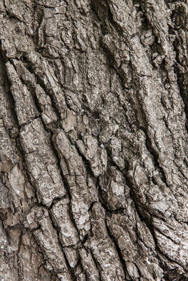 Old tree bark stock image. Image of texture, natural - 40842863