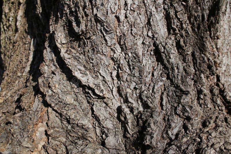 Old tree bark stock photo. Image of screen, gray, close - 247602754