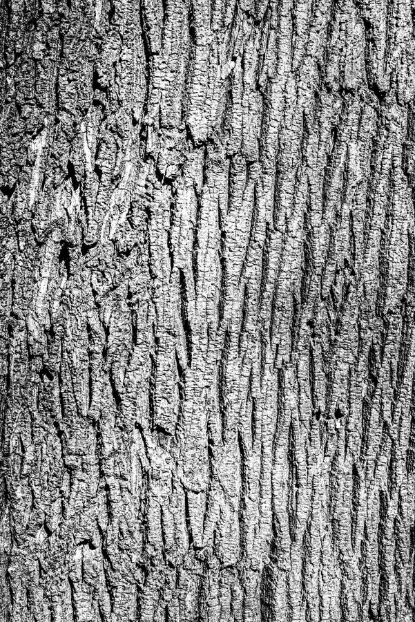 Old Tree Bark, Pattern in Contrasting Sunlight Stock Image - Image of ...