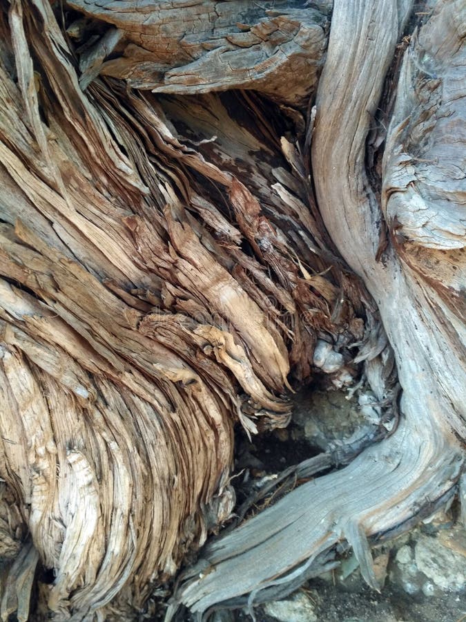 Old Tree Bark with a Pattern Inside in the Forest Stock Photo - Image ...