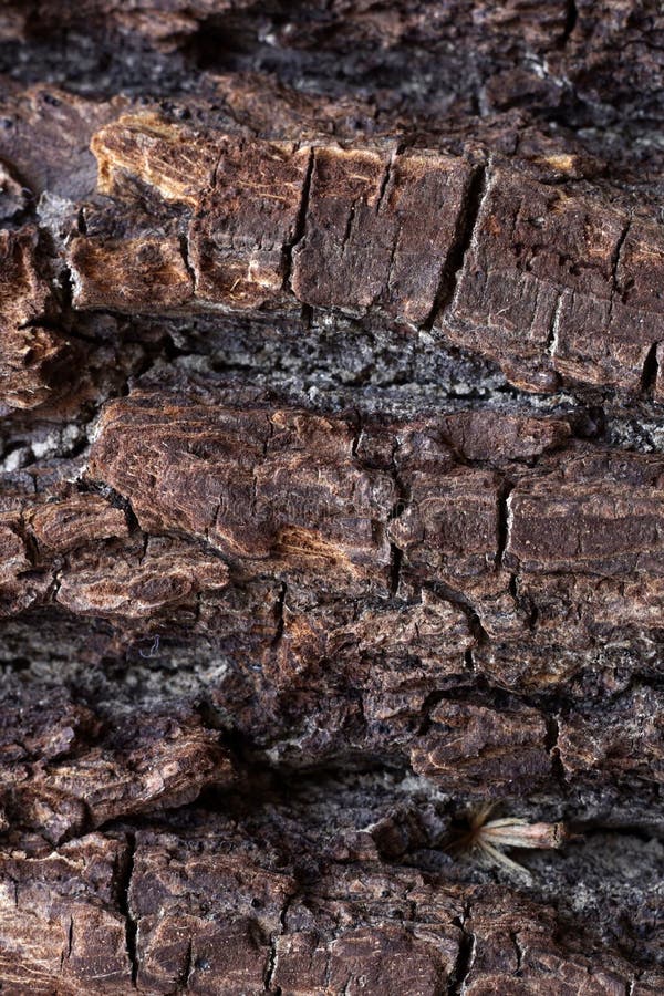 Old tree bark structure stock photo. Image of carpentry - 110689594