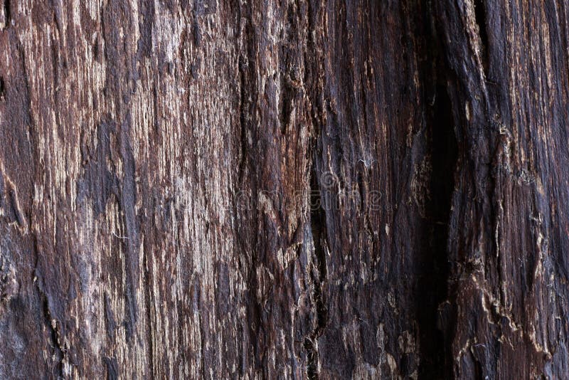 Old tree bark structure stock image. Image of forest - 110689609