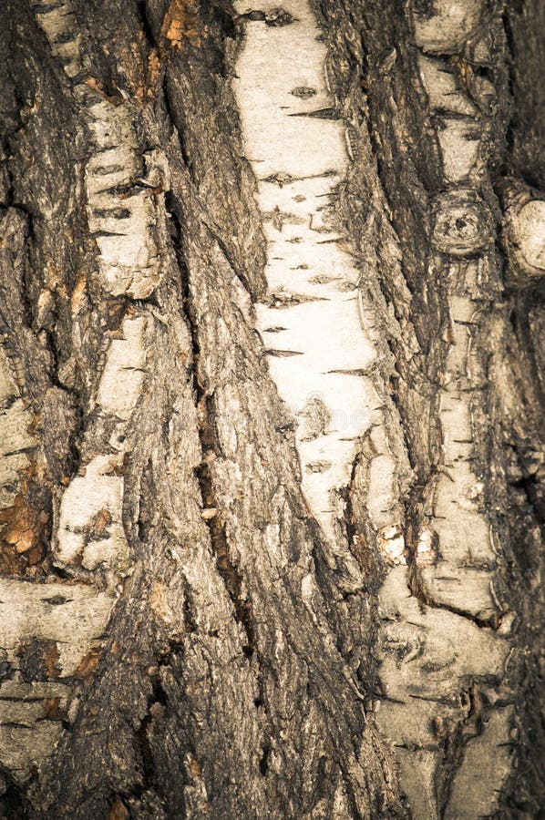 Old Tree Bark Stylized Antique Photos Stock Photo - Image of plant ...