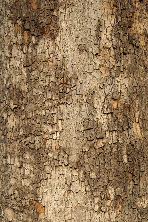 Old tree bark texture stock image. Image of detail, rough - 110690493