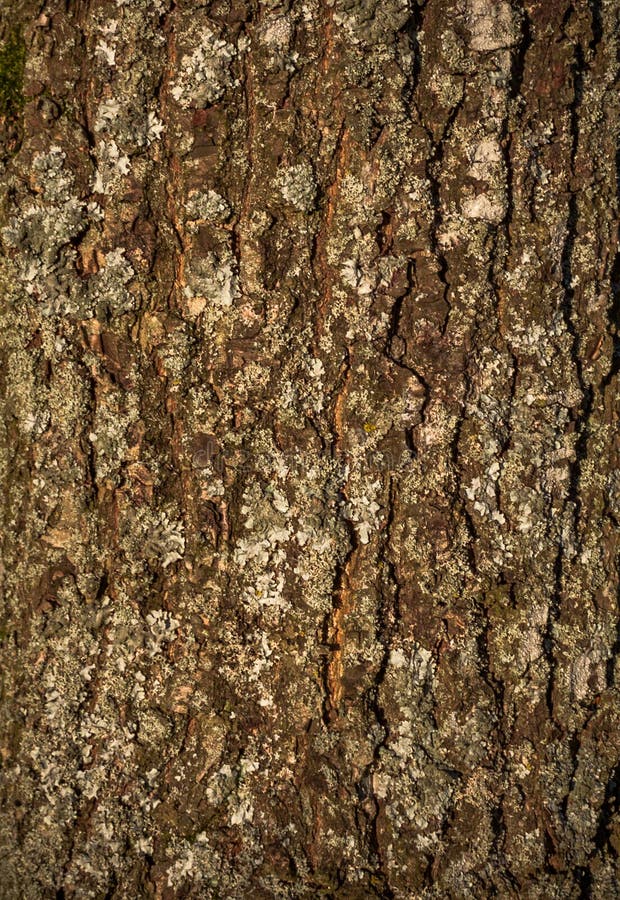 Old tree bark stock photo. Image of light, background - 83337768