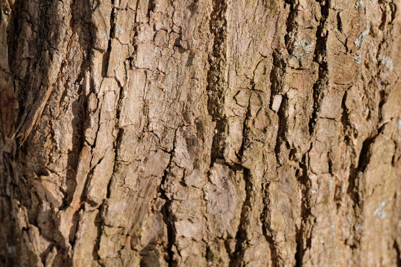 Old Tree Bark Texture Background. Brown Color Toned Stock Photo - Image ...