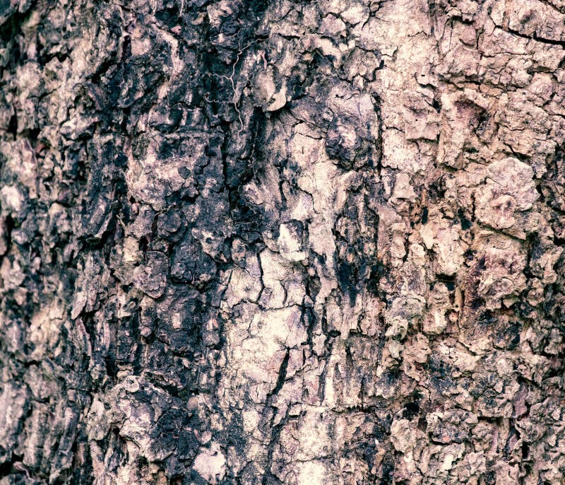 Old Tree Bark Texture Background Stock Image - Image of background ...