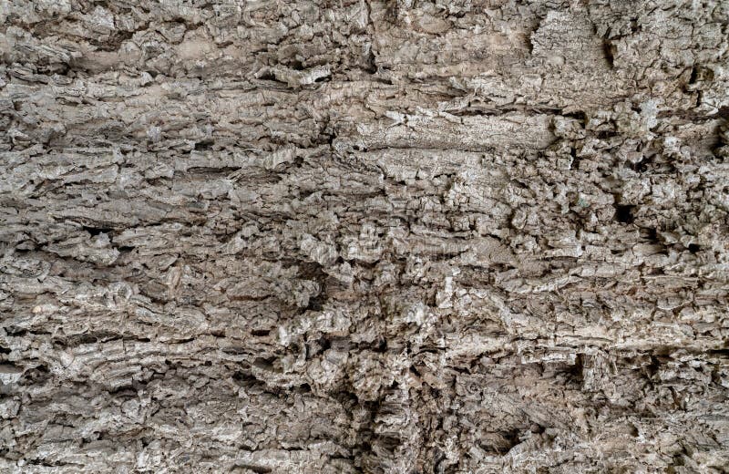 Old Tree Bark Texture Background. Gray Wood Skin Abstract Background ...