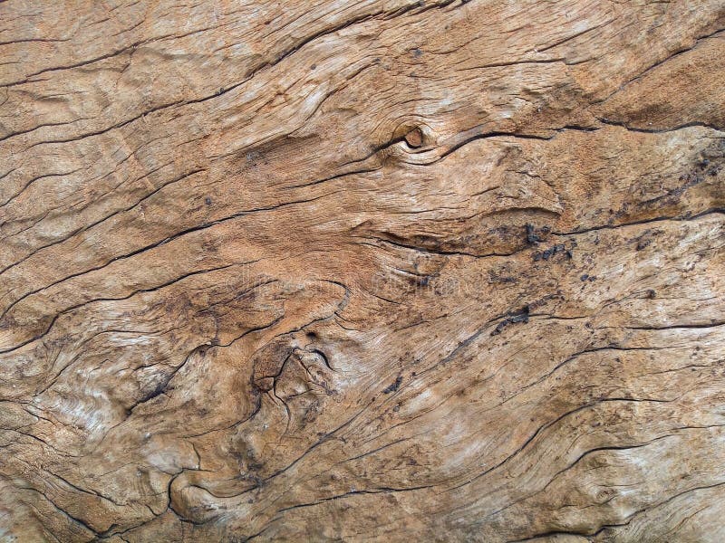 Old Tree Bark Texture. Background, Wallpaper Stock Photo - Image of ...