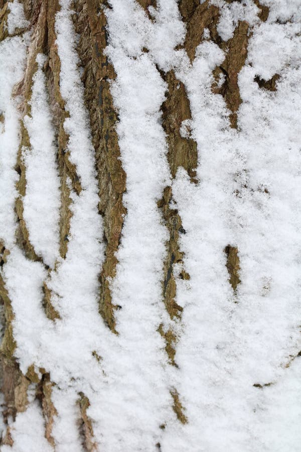 Old tree bark texture stock image. Image of bark, fiber - 106617699