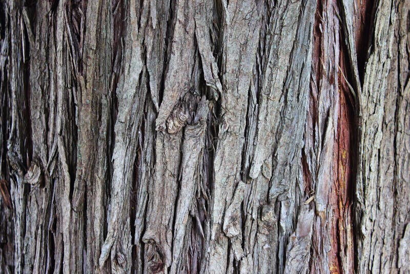 Old tree bark stock photo. Image of detail, nature, environment - 29808854