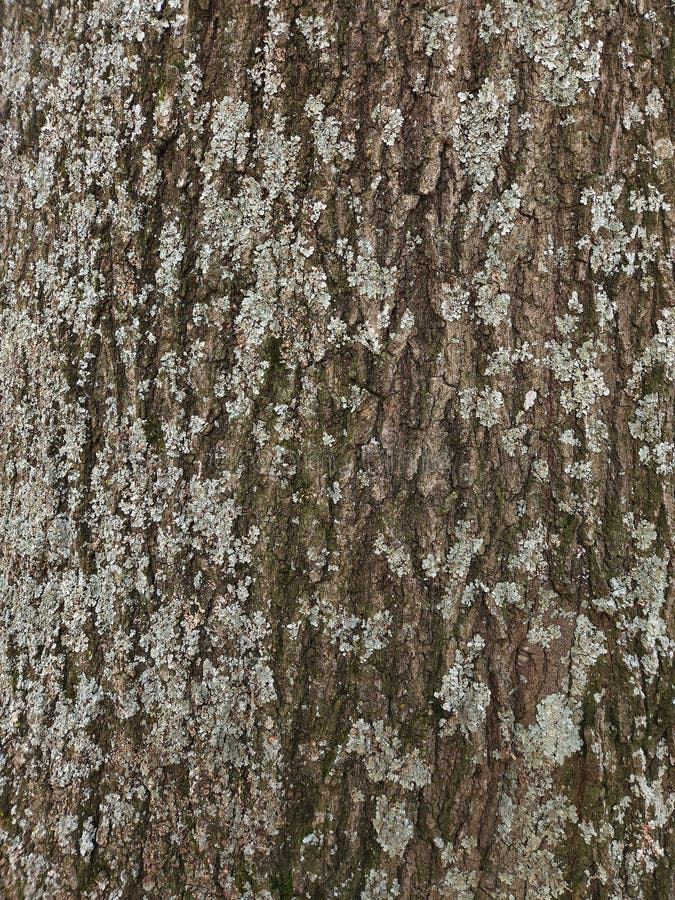 Old Tree Bark Texture with Moss Background. Stock Photo - Image of bark ...