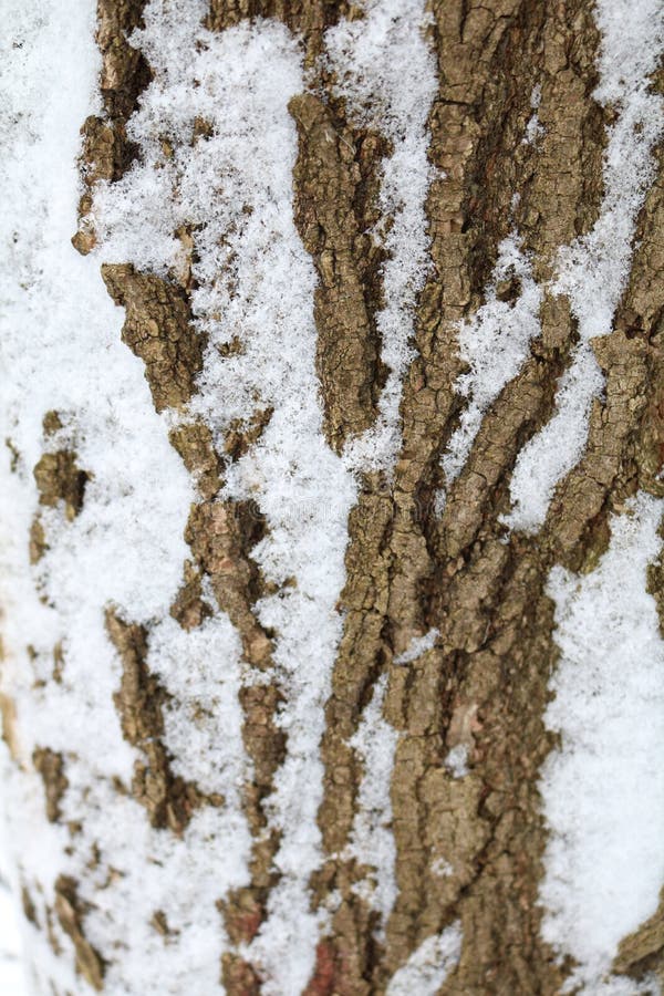 Texture Of The Snow-covered Old Tree Bark Stock Image - Image of ...