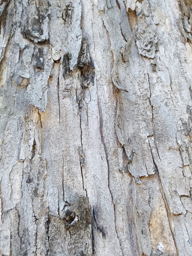 Textured Tree Trunk on Natural Outdoor Background Stock Image - Image ...