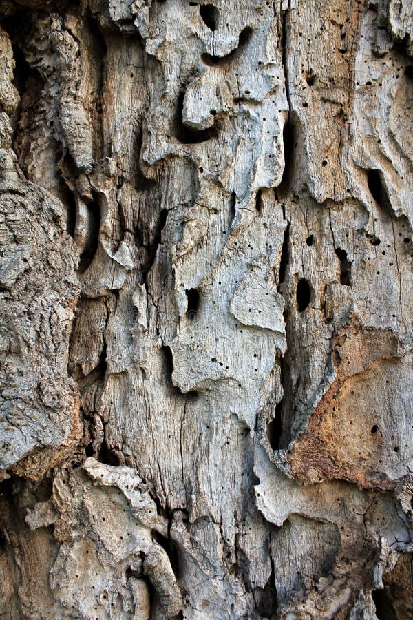 Old tree bark stock image. Image of skin, surface, design - 185537525