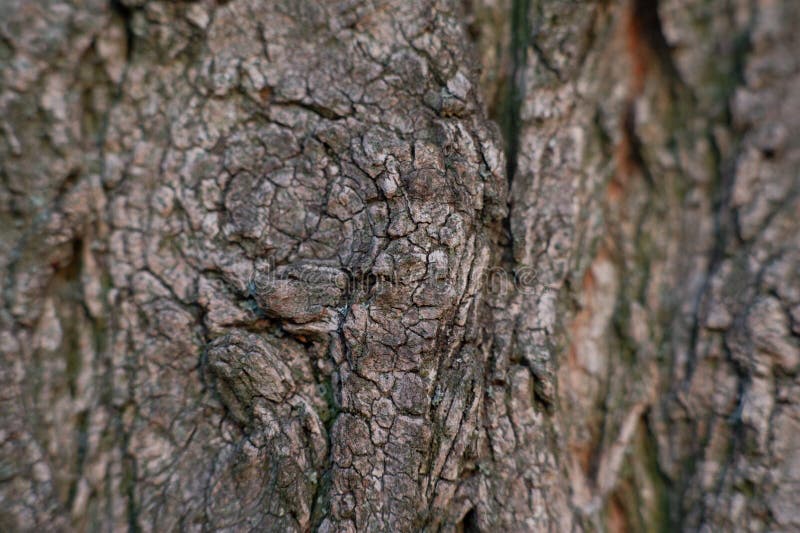Old Tree Bark. the Texture of the Bark Tree Stock Image - Image of ...