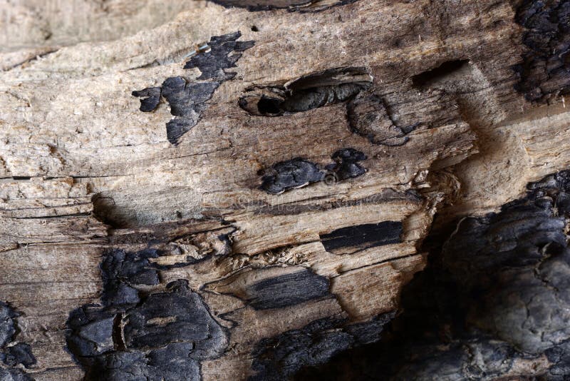 Old tree bark structure stock image. Image of detailed - 110689489