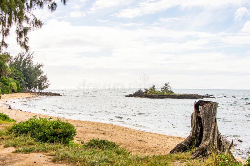 Old Tree on the Beach by the Pacific Ocean on the Island of Oahu ...