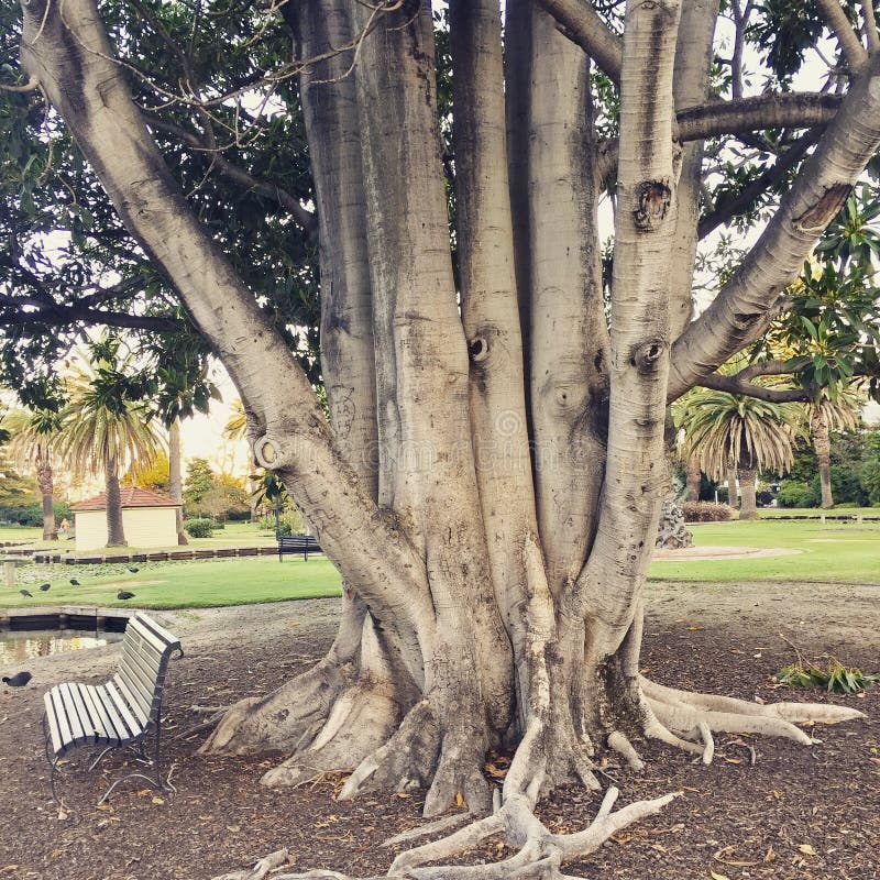 Old tree stock photo. Image of bench, park, tree, perth - 107212578