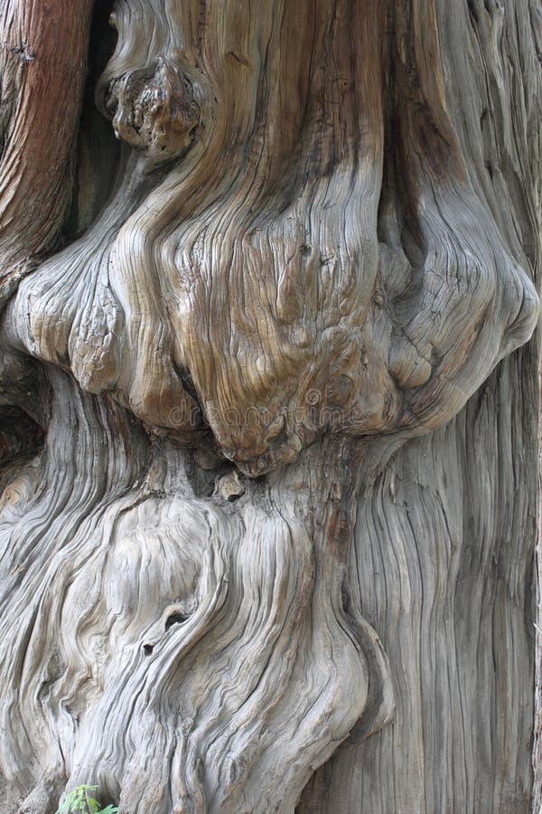 Old tree with big knot stock image. Image of nature, plant - 25401597