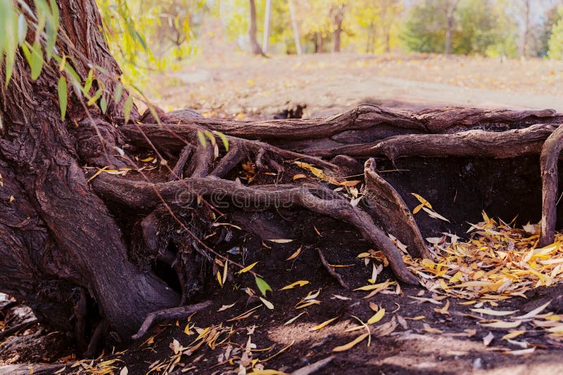 The Old Tree with Big Root Half Visible Above the Ground, Curved Snag ...